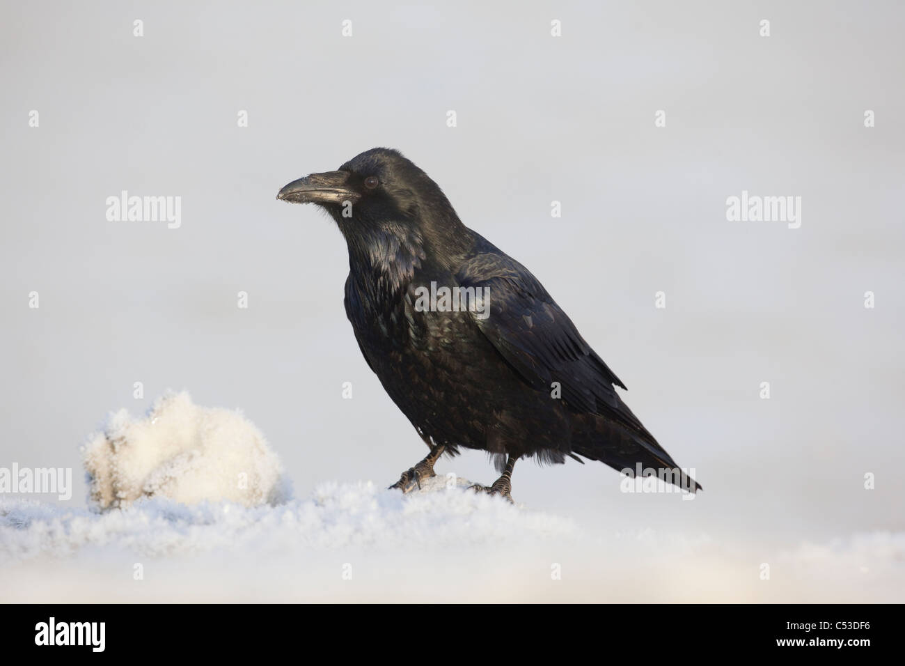 Raven snow hi-res stock photography and images - Alamy