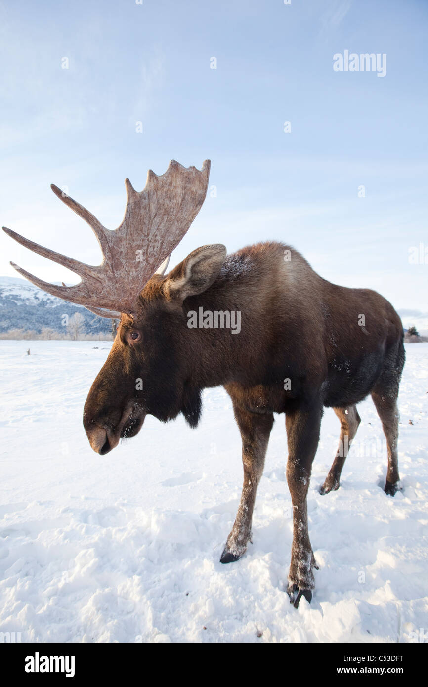 Adult bull moose standing on snowcovered ground, Alaska Wildlife ...