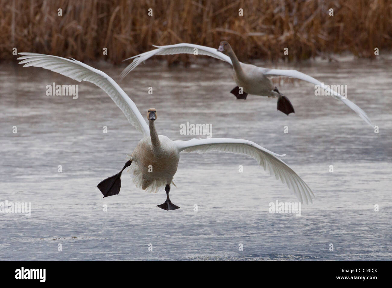 Two Tundra Swans fly over a pond near Portage, Southcentral Alaska ...
