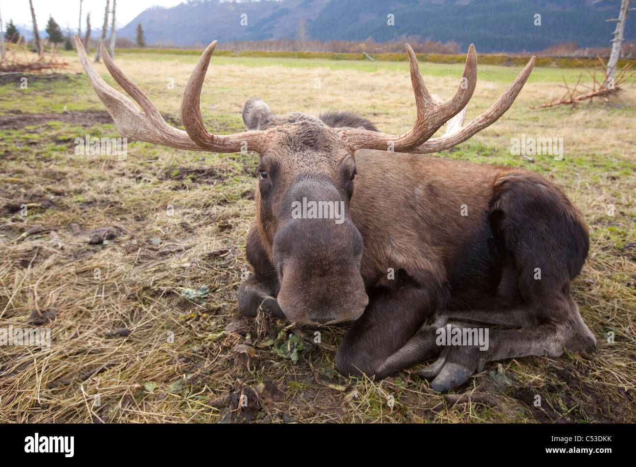 Bull special effect hi-res stock photography and images - Alamy
