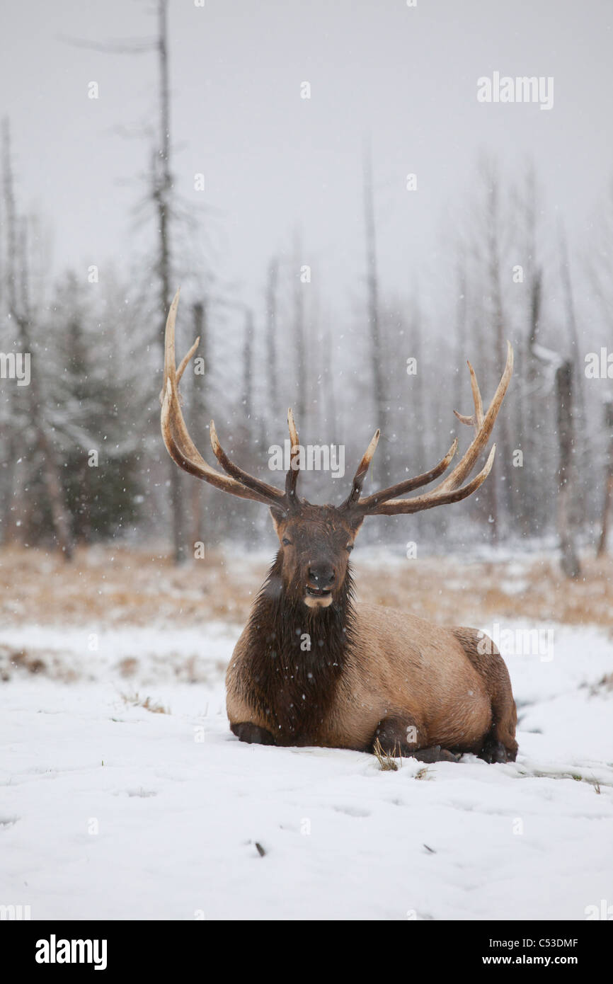Bull elk in rocky mountain hi-res stock photography and images - Alamy