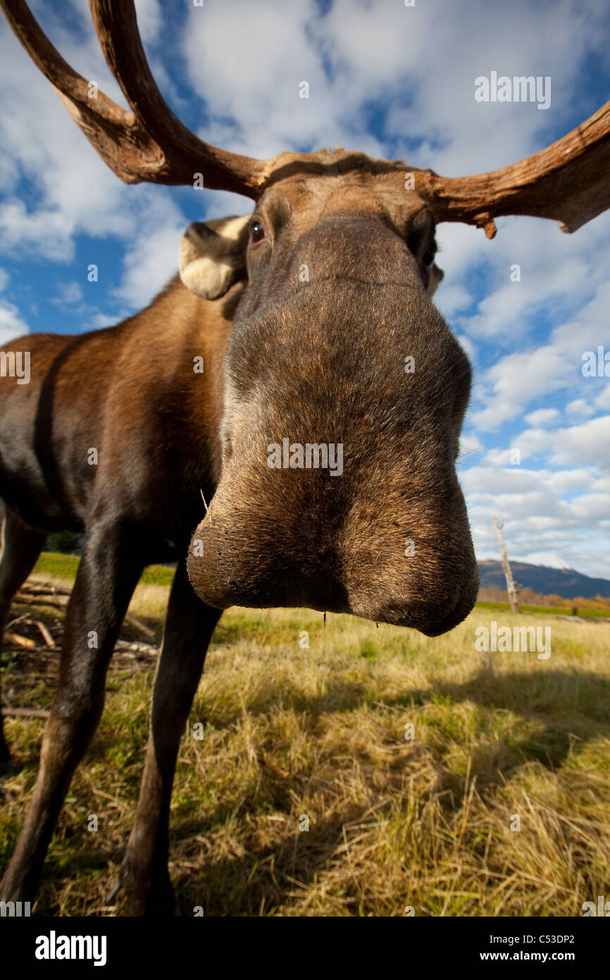 Close up moose nose hi-res stock photography and images - Alamy