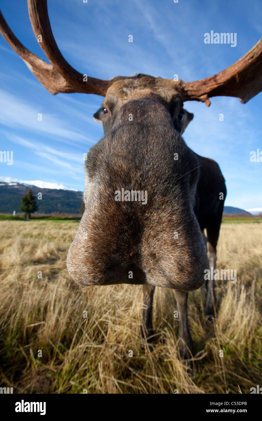 Close up moose nose hi-res stock photography and images - Alamy