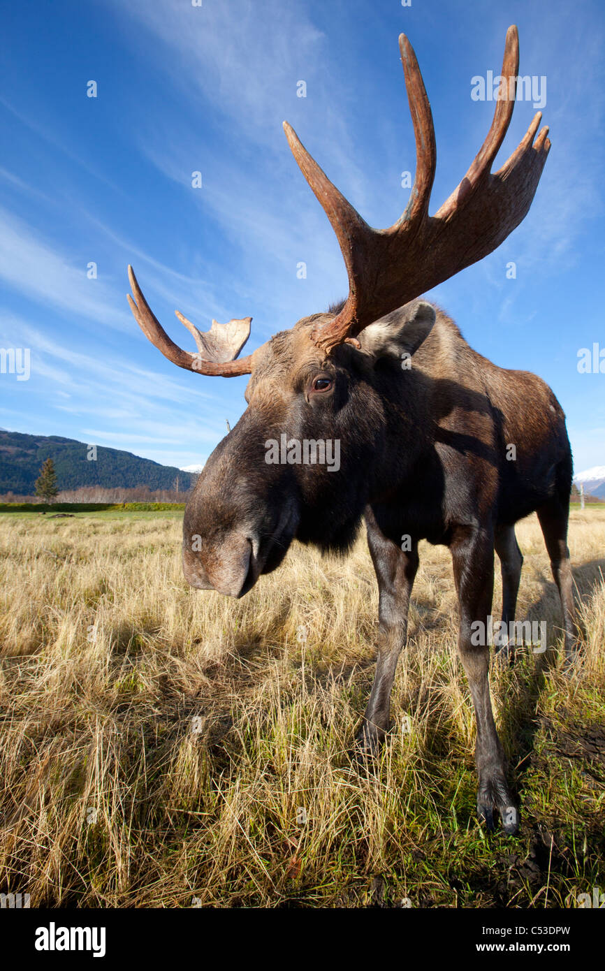 Close up moose nose hi-res stock photography and images - Alamy