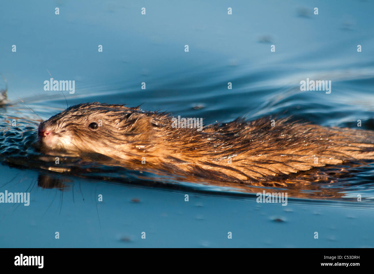 A muskrat swims through Potter Marsh, Anchorage, Southcentral Alaska ...