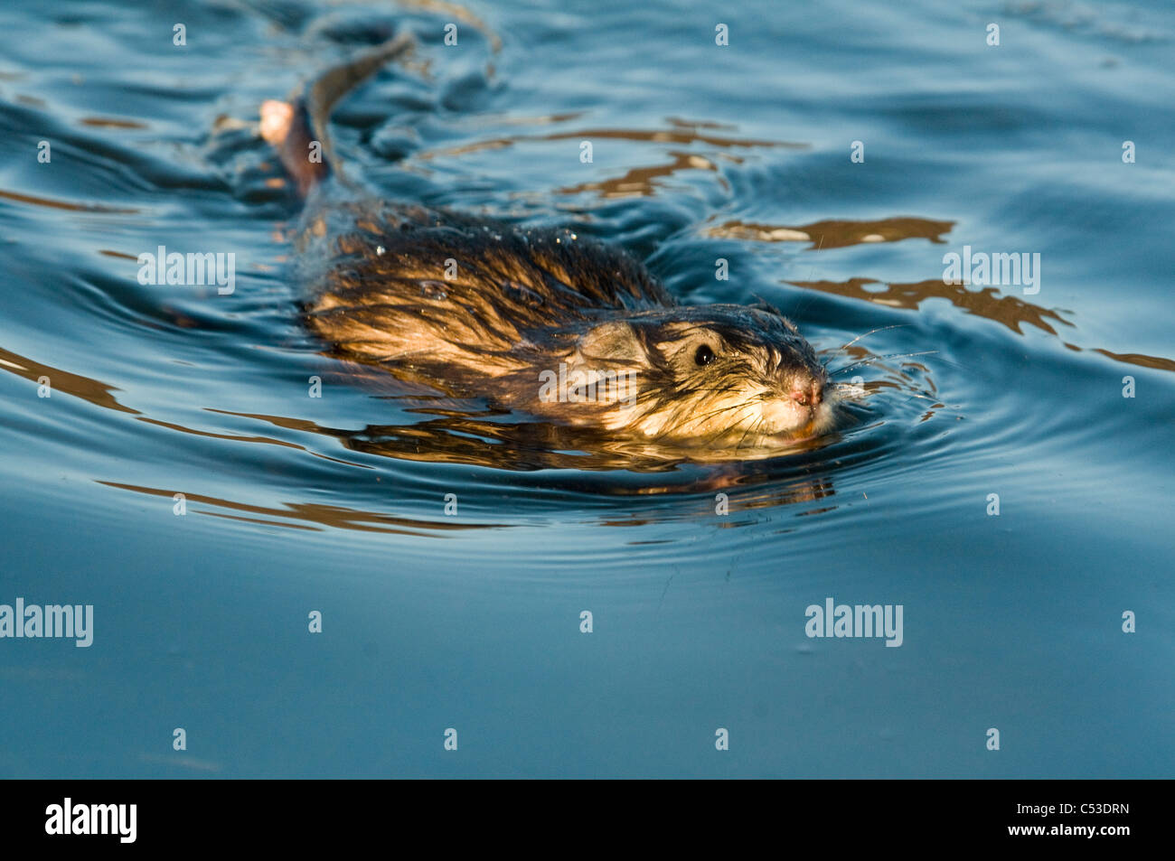 A muskrat swims through Potter Marsh, Anchorage, Southcentral Alaska ...