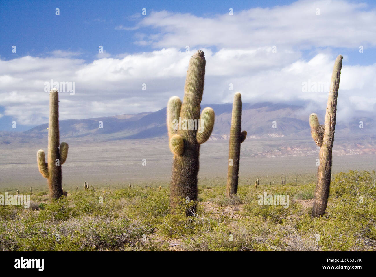 Cacti, Los Cardones National Park, Argentina, South America Stock Photo ...