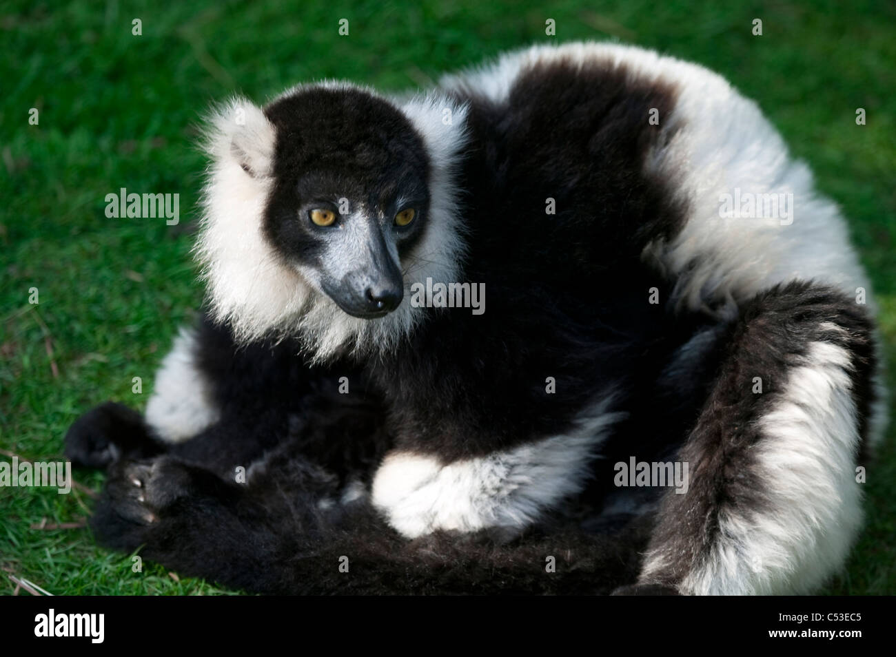 Black Lemur (Eulemur macaco) male animal sitting and sunbathing Stock ...