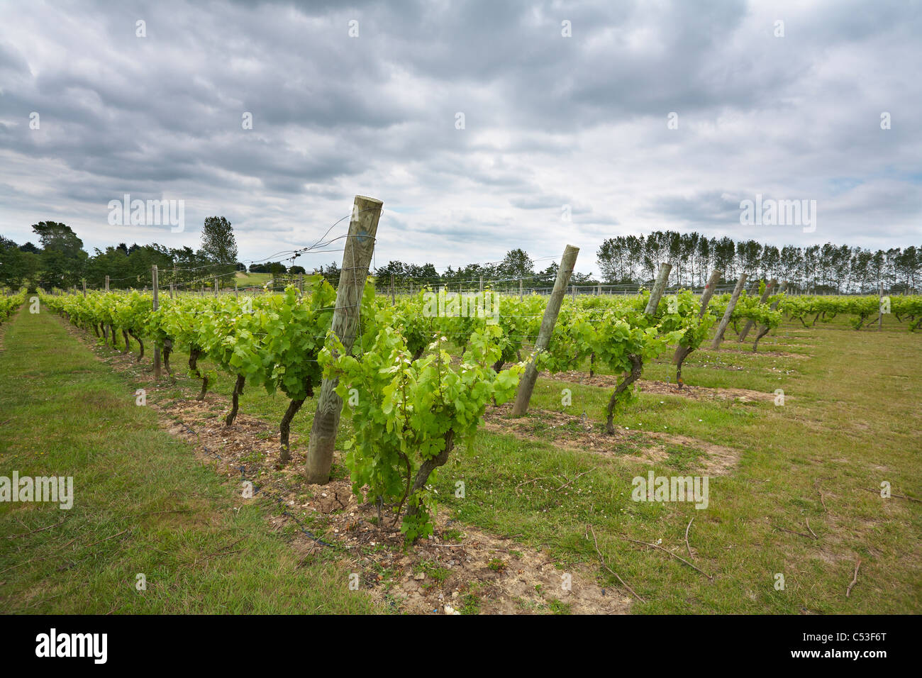 Mersea island vineyard hi-res stock photography and images - Alamy