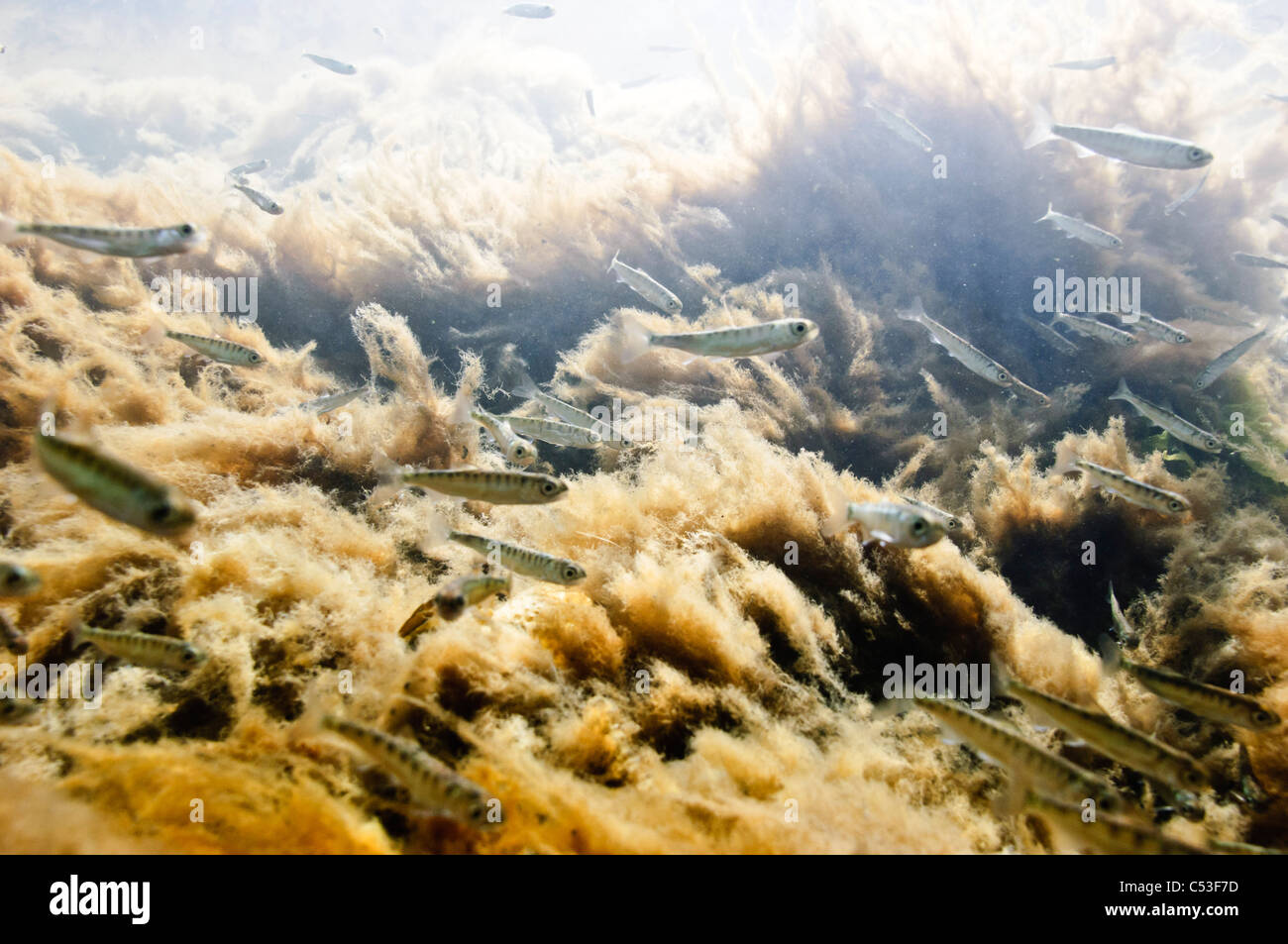 Underwater view of chum salmon fry near mouth of stream while migrating ...