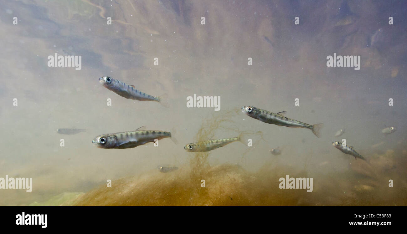 Underwater view of chum salmon fry near mouth of stream while migrating ...