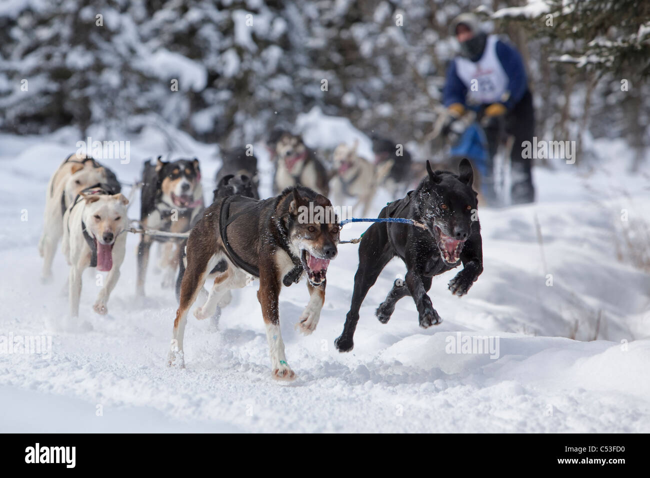 Human sled race championships hi-res stock photography and images - Alamy