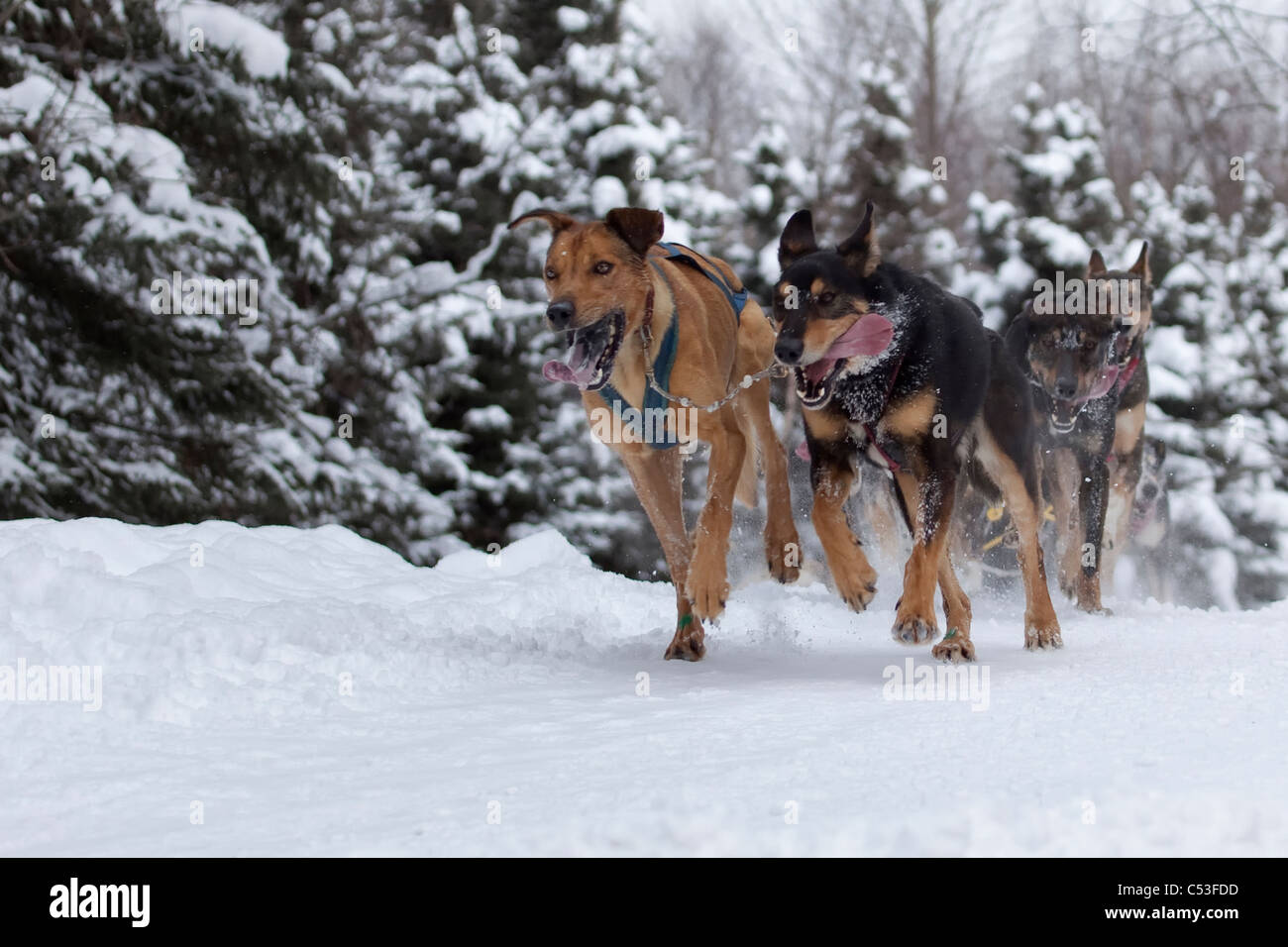 Marvin Kokrine's sled dog team mushing during the 2010 Fur Rondy Sled ...