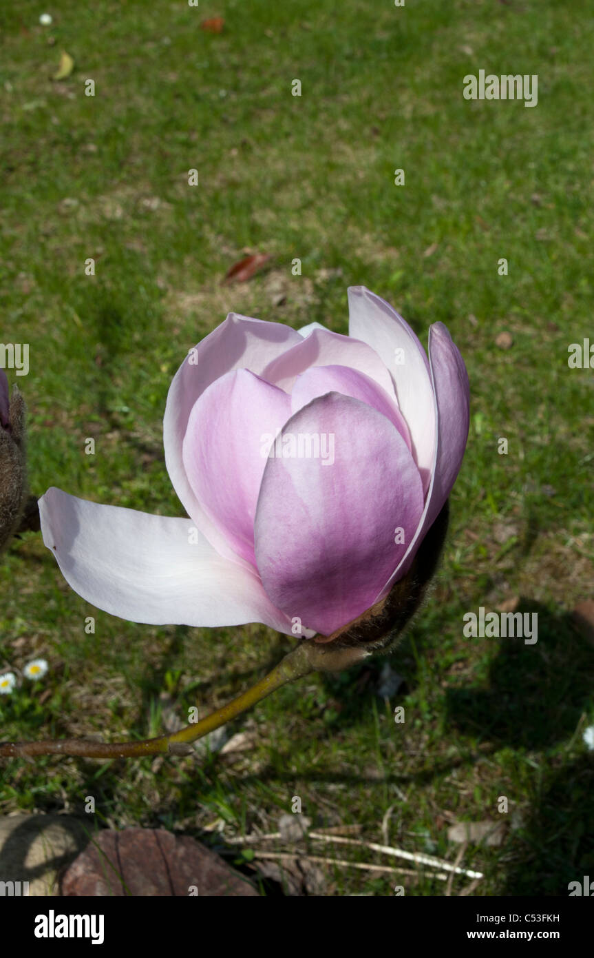 Magnolie felix jury hi-res stock photography and images - Alamy