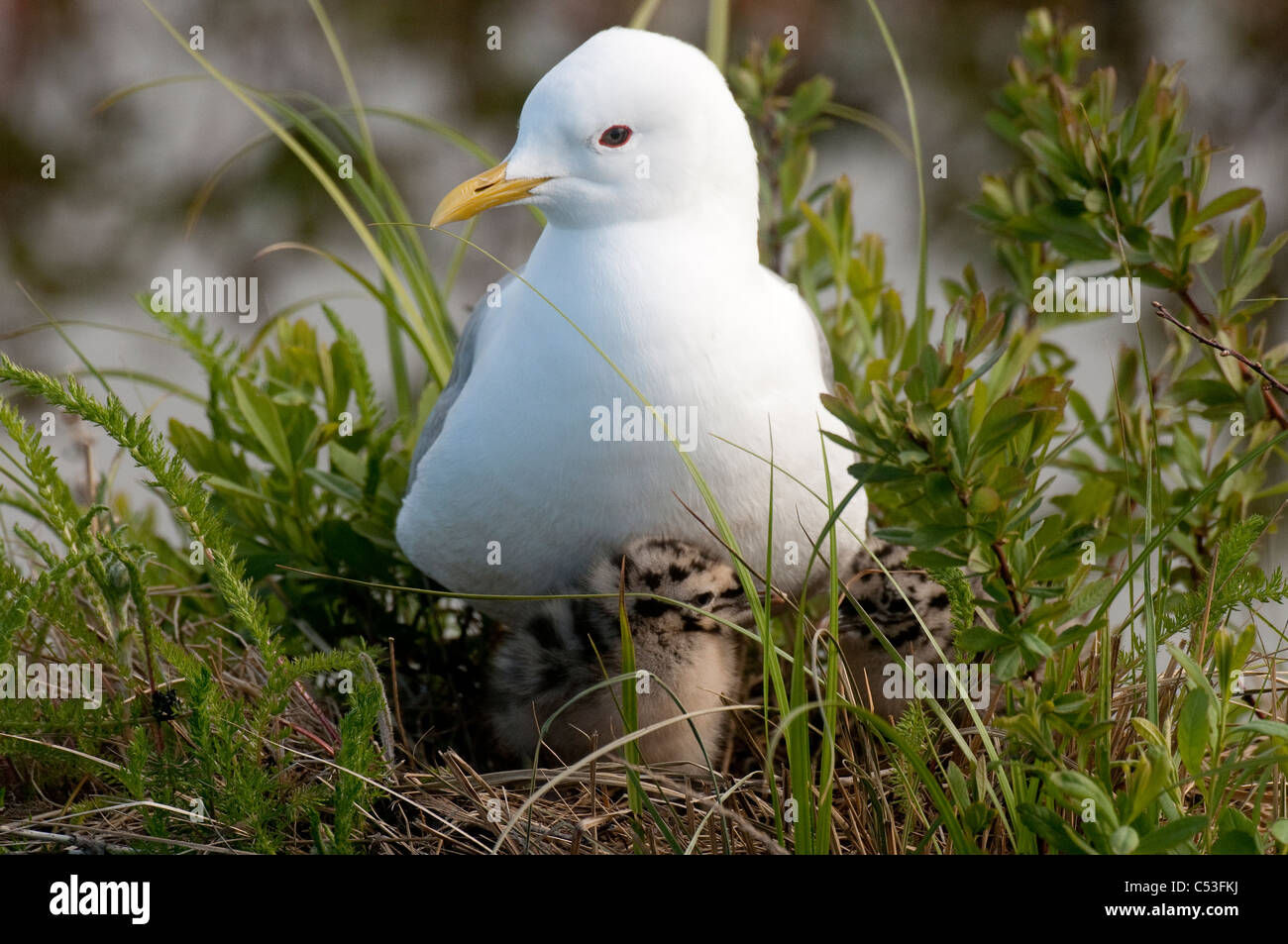 Close up view of a Glaucous Gull nesting with her with chicks at Potter ...
