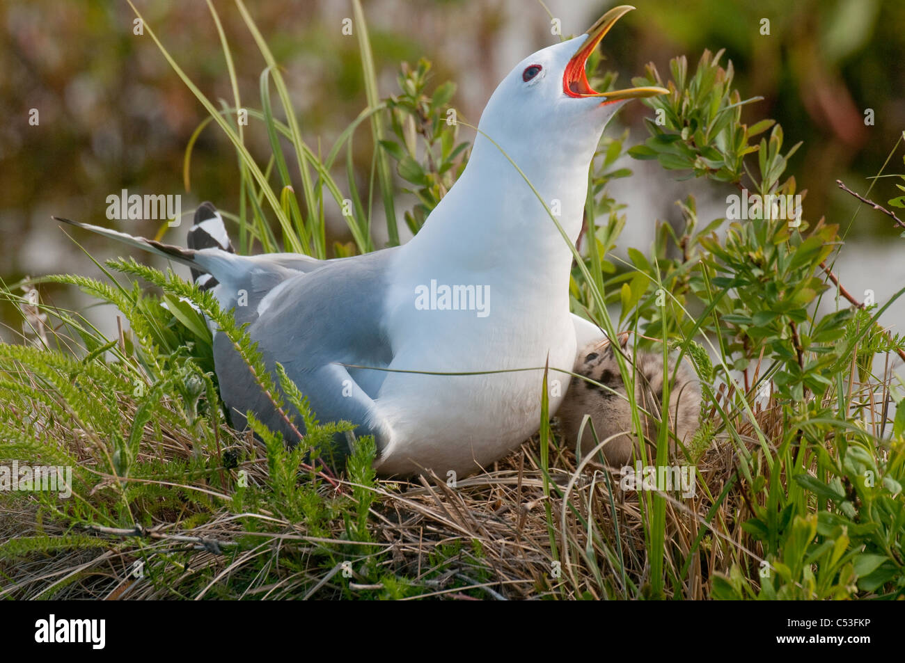 Close up view of a Glaucous Gull nesting with her with chicks at Potter ...