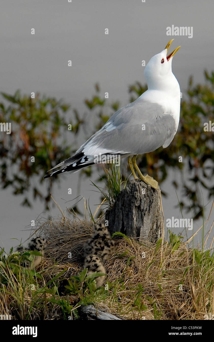 Young bird nesting place hi-res stock photography and images - Alamy