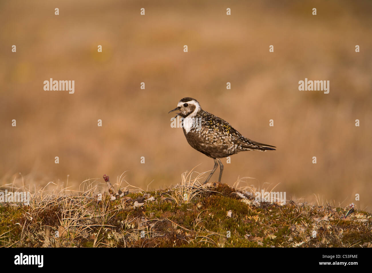 Female American Golden-Plover stands on tundra of the Arctic Coastal ...