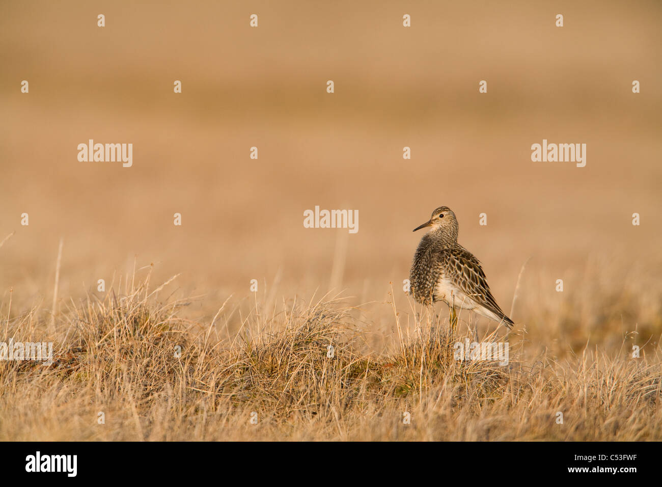 Pectoral Sandpiper on tundra breeding ground with neck sac inflated ...