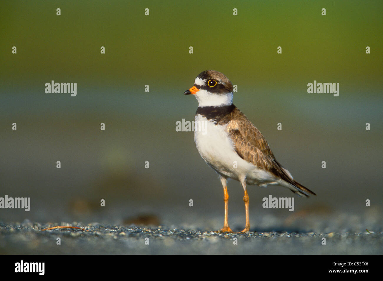 Semipalmated plover nest hi-res stock photography and images - Alamy