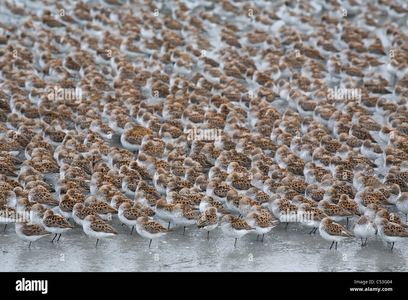Shorebird flock (mostly Western Sandpipers and Dunlins) roosting during ...