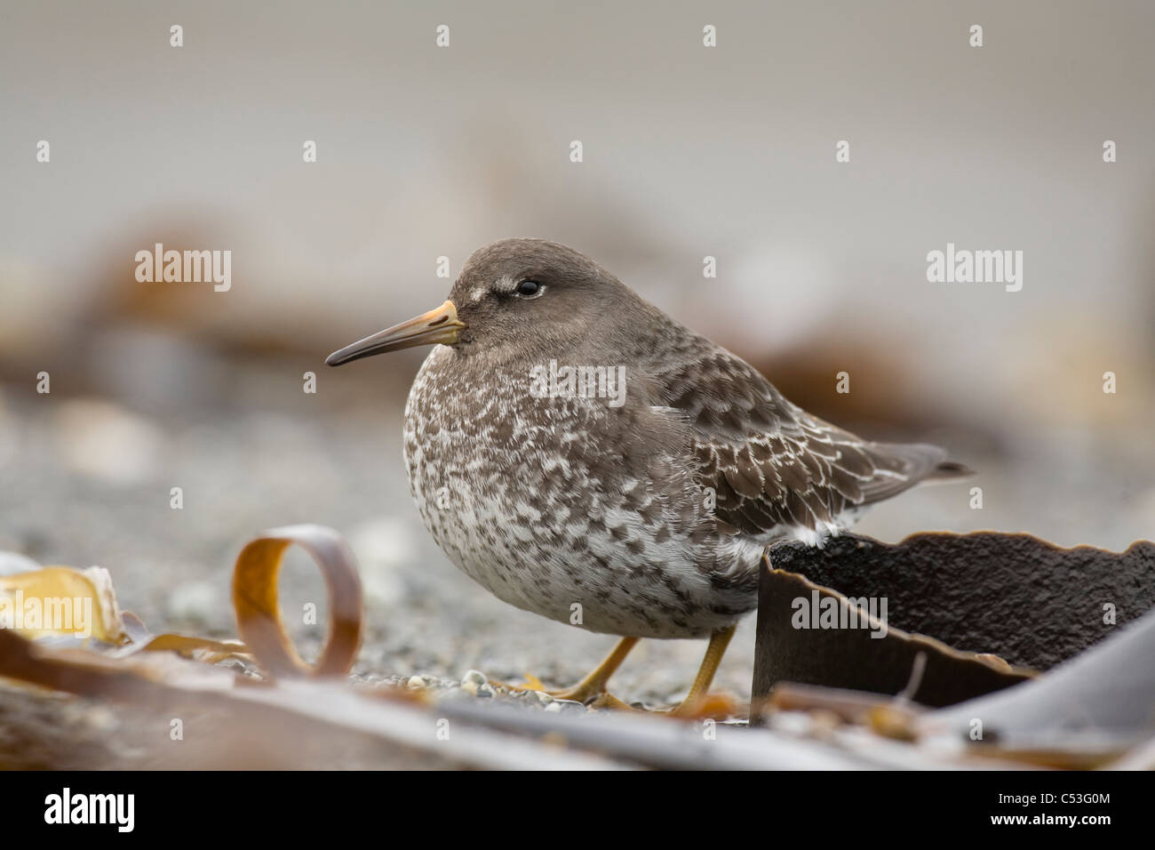 Rock Sandpiper in Winter plumage, Kodiak Island, Southwest Alaska ...