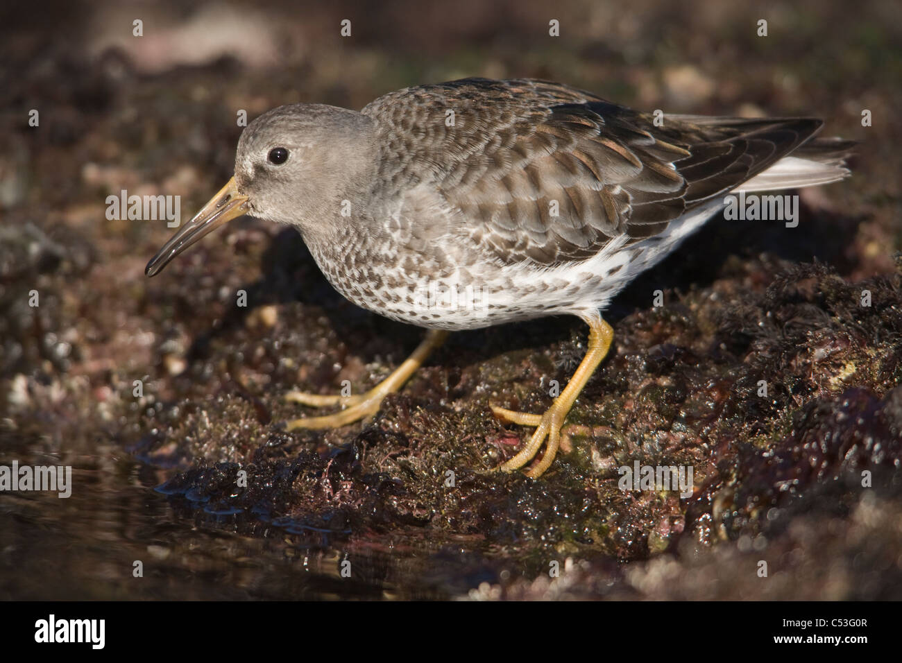 Rock Sandpiper in Winter plumage, Kodiak Island, Southwest Alaska ...