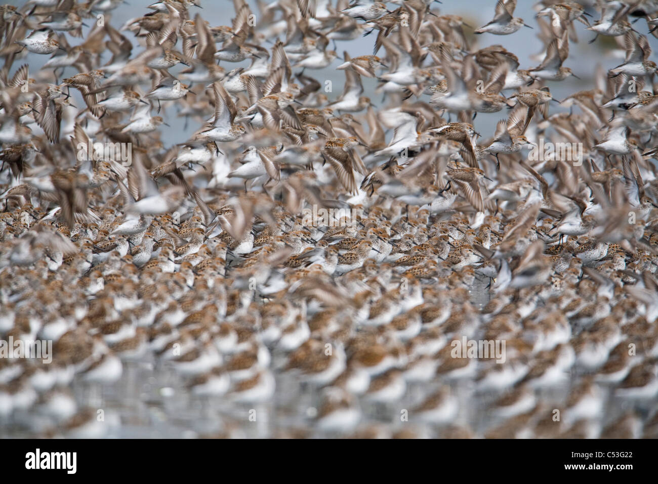 Large flock of shorebirds taking flight on mud flats of Hartney Bay ...