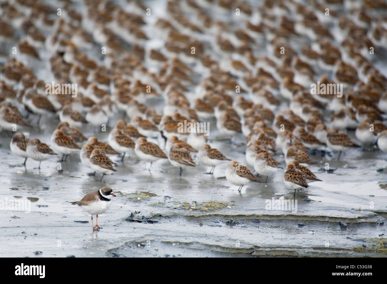 Large flock shorebirds roosting on the mud flats of Hartney Bay during ...
