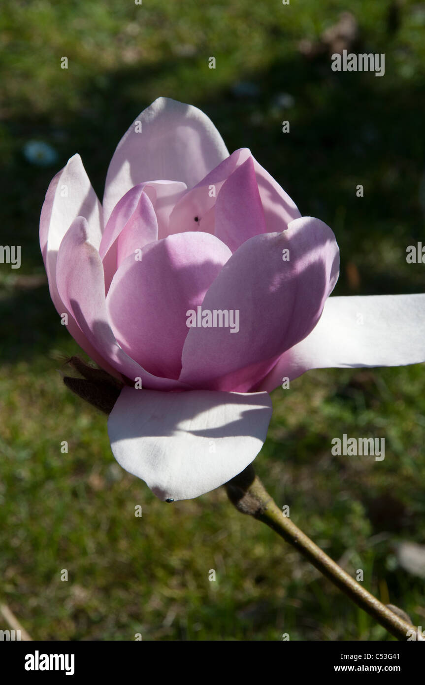 Magnolia Iolanthe is a hybrid from Felix Jury in New Zealand and is ...