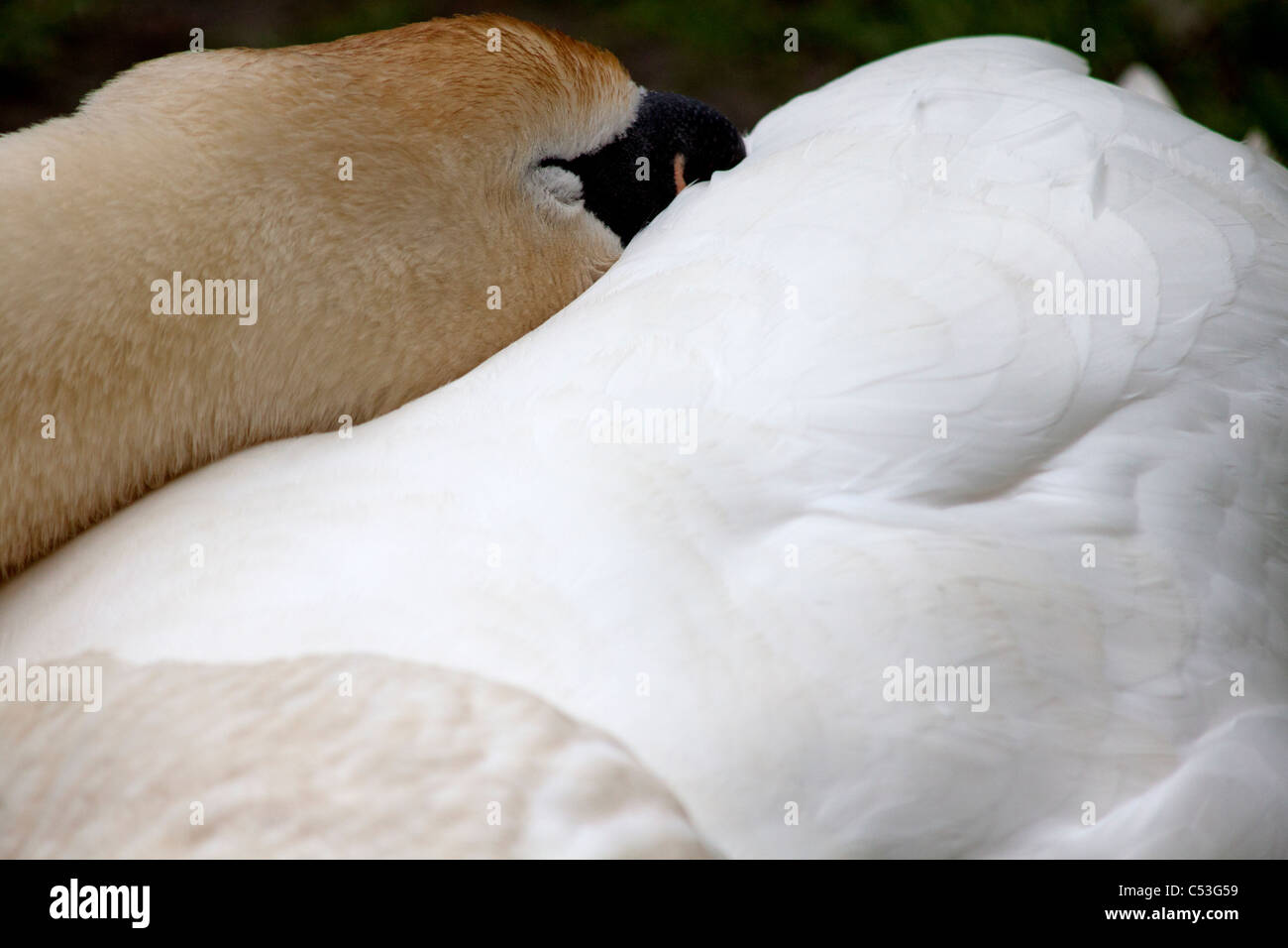 Sleeping swan hi-res stock photography and images - Alamy