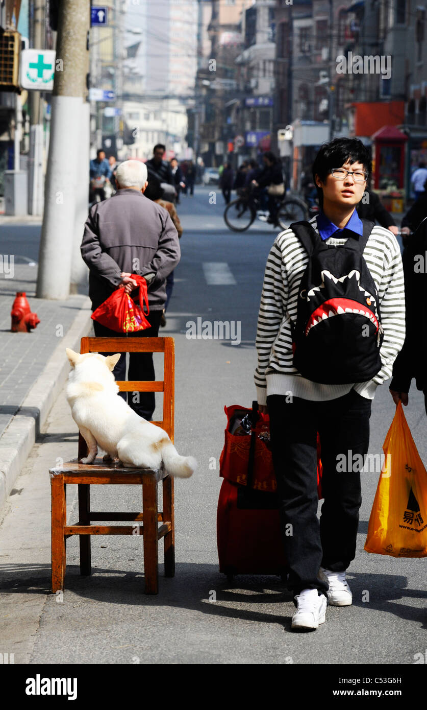 A random dog standing on a chair in Shanghai Stock Photo - Alamy