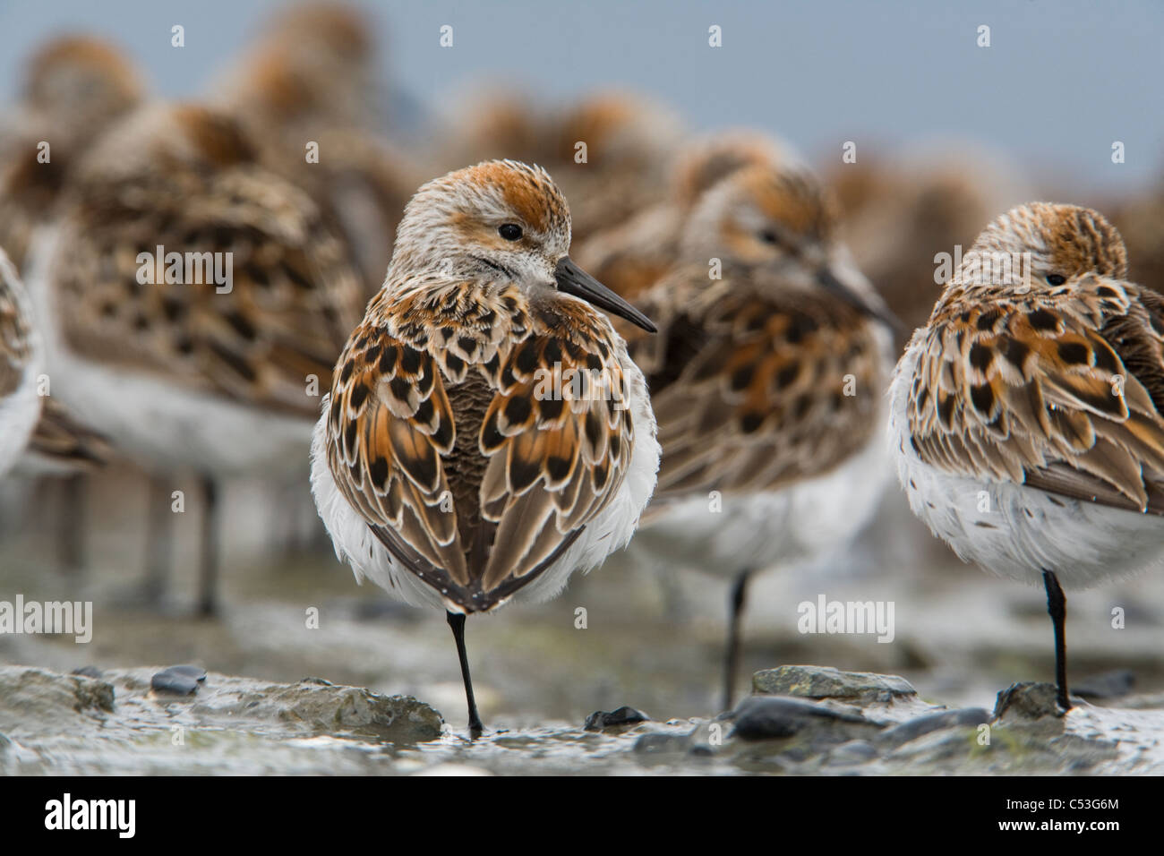 Western Sandpipers roosting on mud flats of Hartney Bay during Spring ...