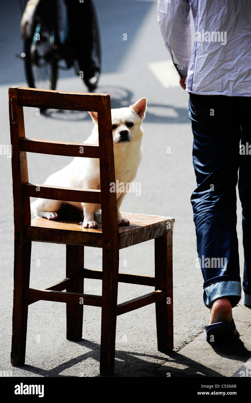 Dog standing in chair hi-res stock photography and images - Alamy