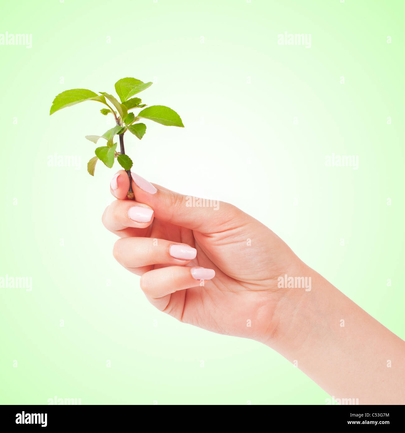White plant in hand environmental hi-res stock photography and images ...
