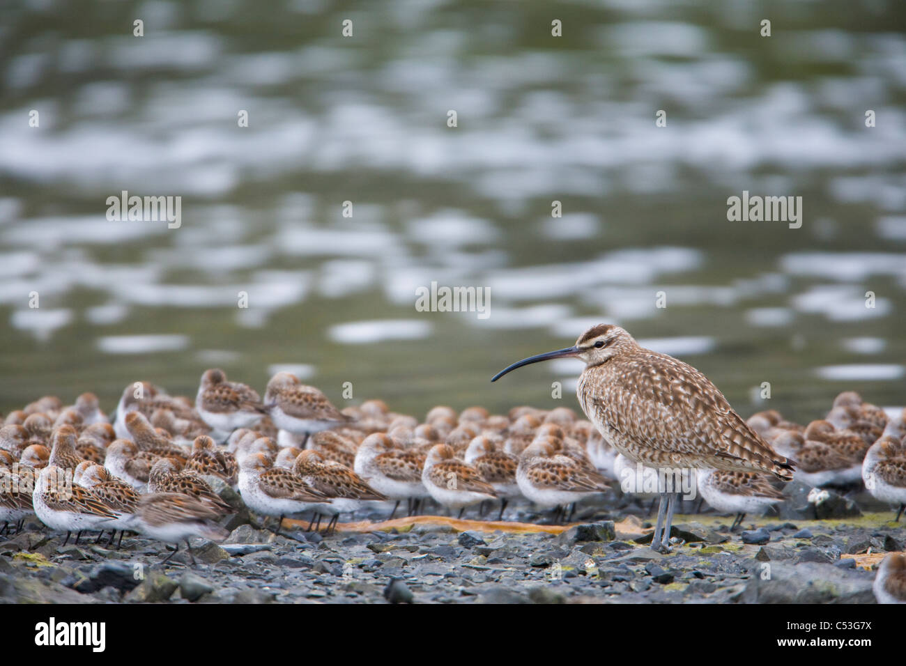 Whimbrel america hi-res stock photography and images - Alamy