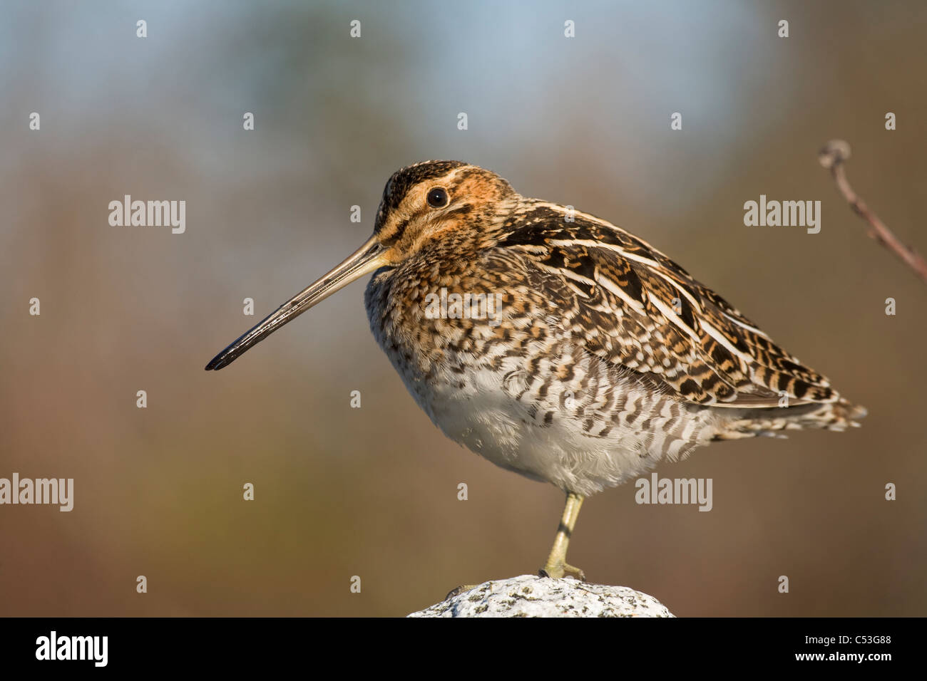 Wilson's Snipe perched on a rock, Copper River Delta, Southcentral ...