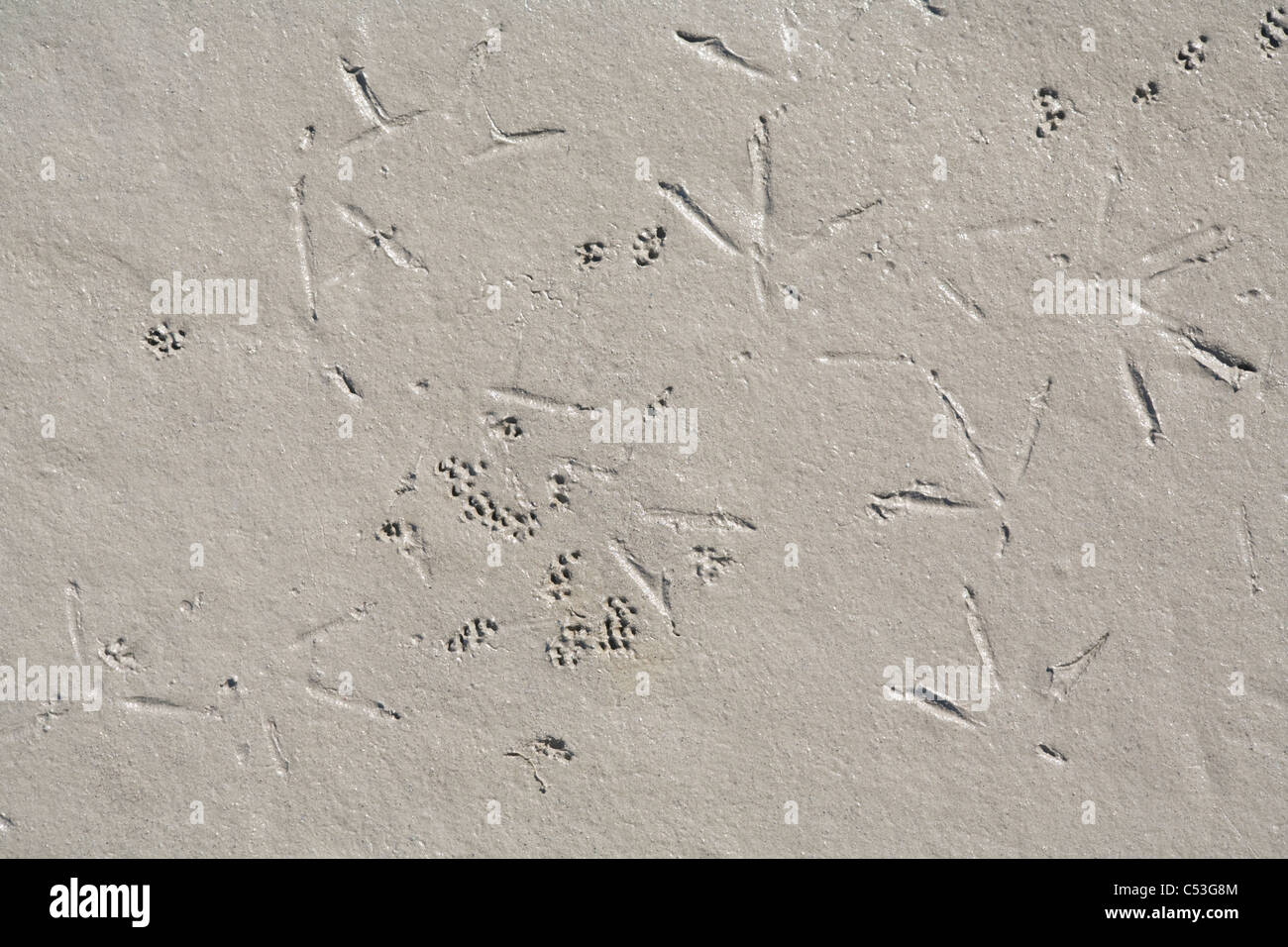 Shorebird tracks and probe marks on mud flats of Hartney Bay during ...
