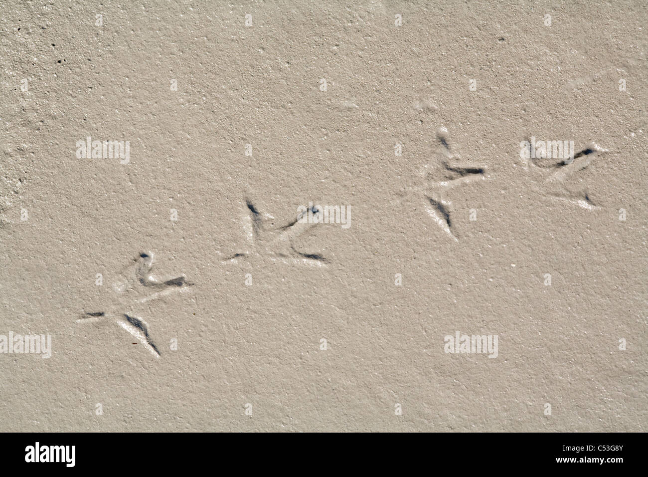 Shorebird tracks on mud flats of Hartney Bay during Spring migration ...