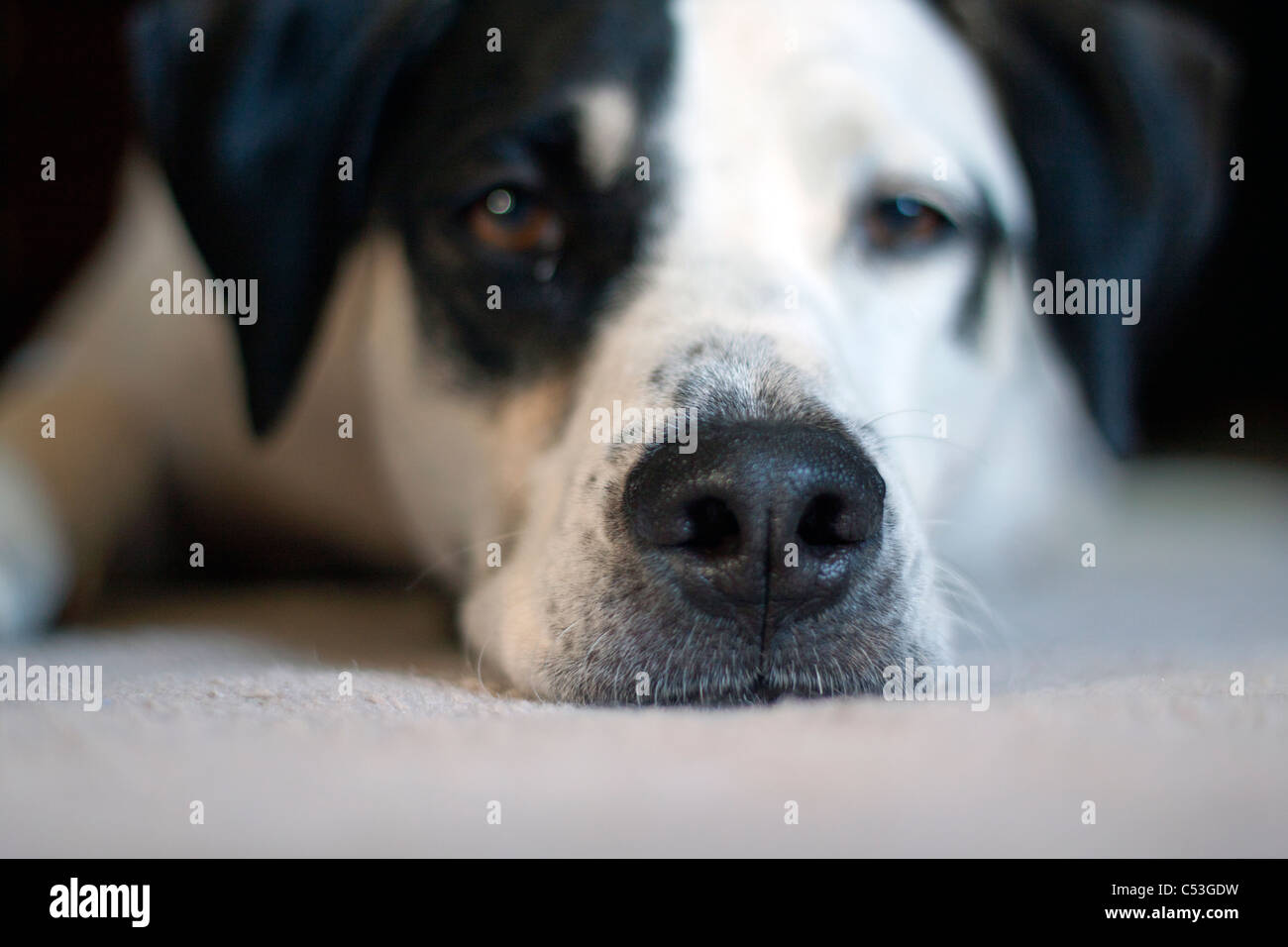 Dalmatian/Pointer-cross lying on carpet Stock Photo - Alamy