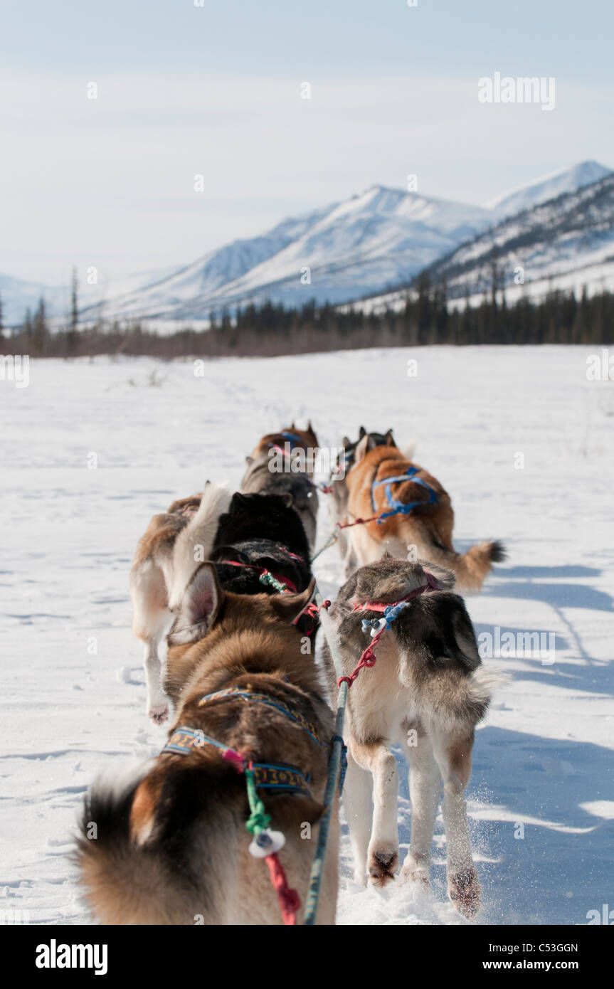 Musher's perspective while mushing on the North Fork of the Koyukuk ...