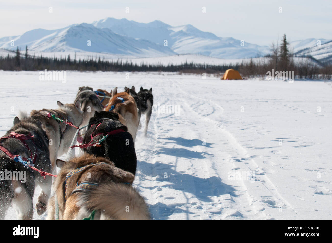 Mushers hi-res stock photography and images - Alamy