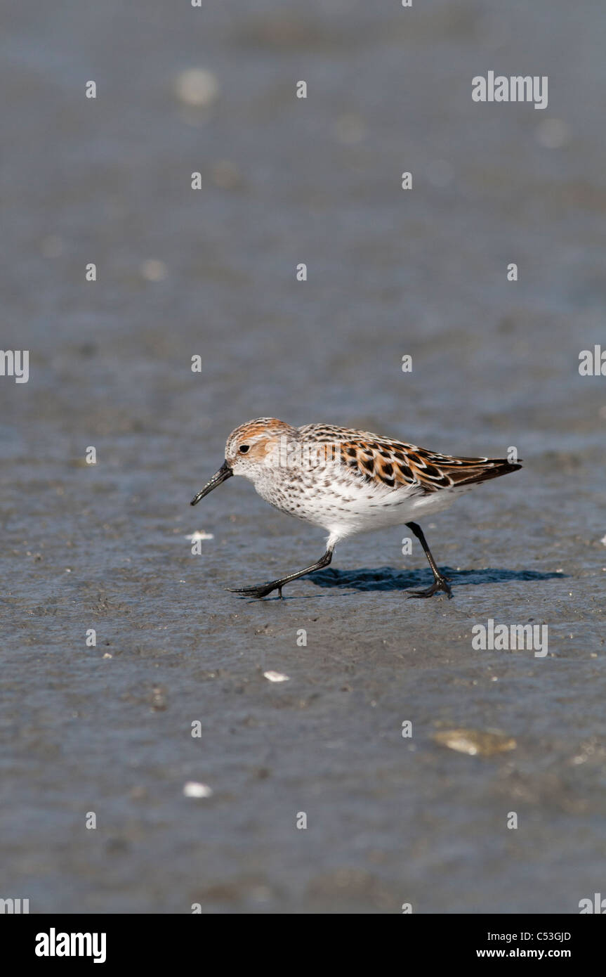 A lone Western Sandpiper walks along the mud flats of Hartney Bay ...