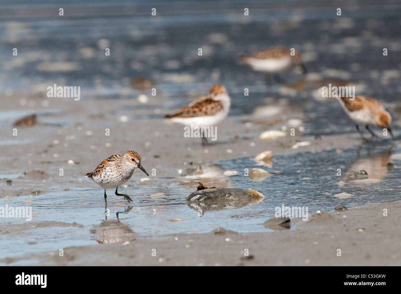 Western Sandpipers search the mud flats for food, Hartney Bay, Cordova ...