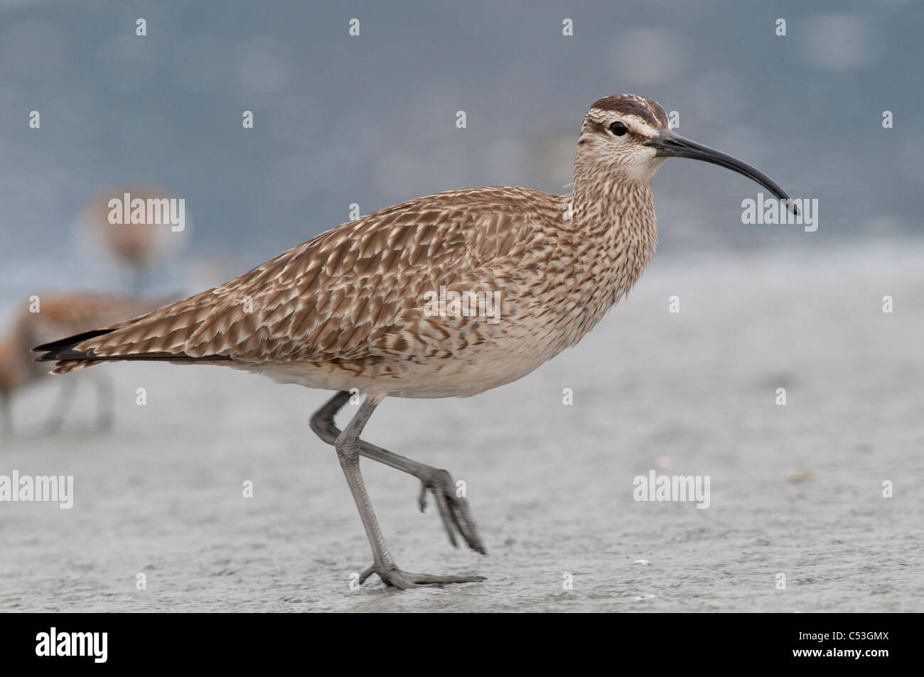 Whimbrel walks on the mud flats, Hartney Bay, Cordova, Prince William ...