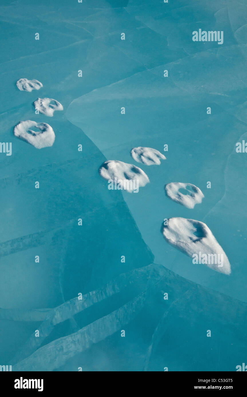 Wolf paw prints hi-res stock photography and images - Alamy