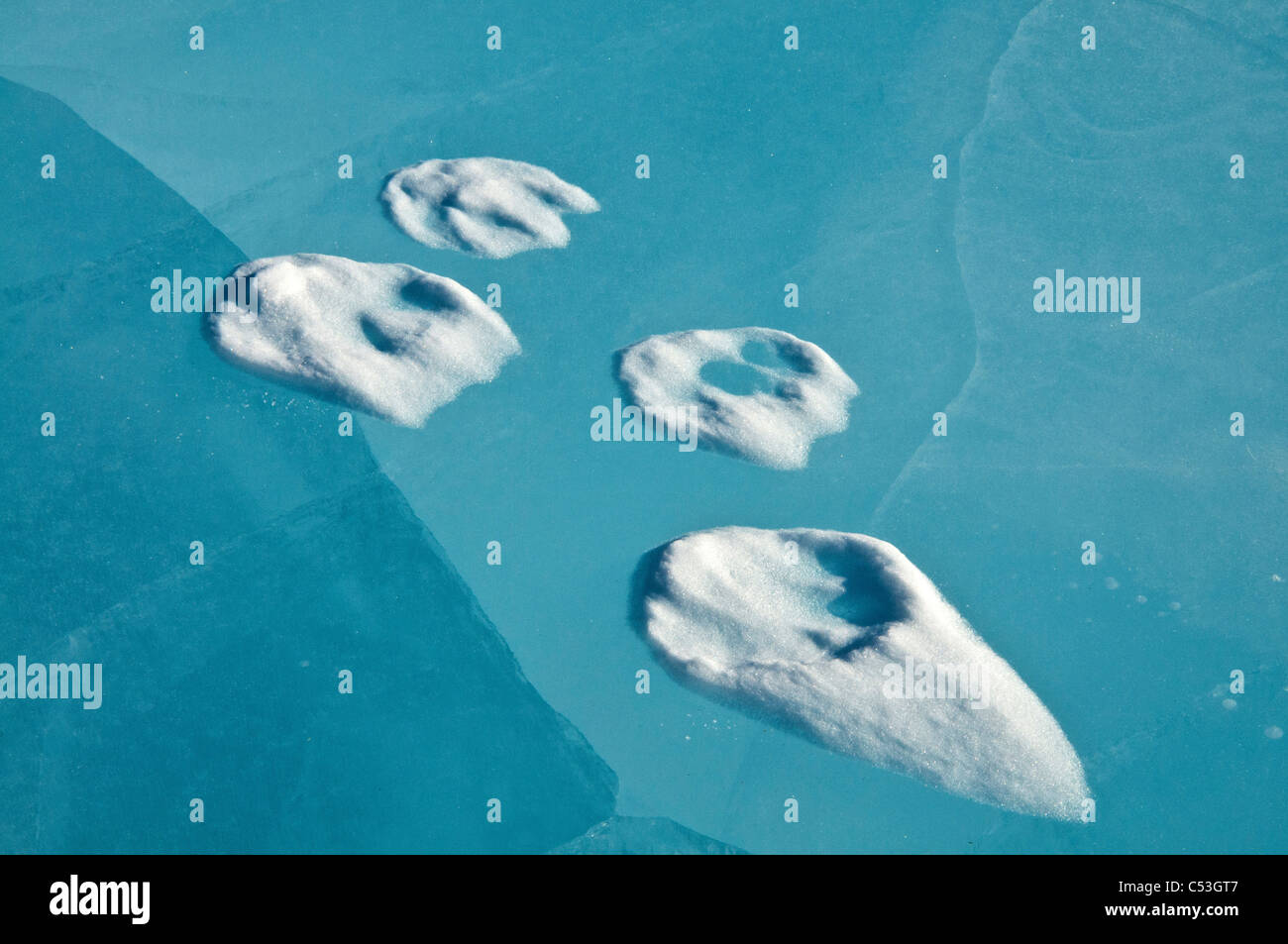 Wolf paw prints hi-res stock photography and images - Alamy