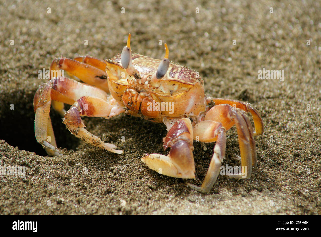 Sally Lightfoot Crab (Grapsus grapsus ) next to burrow hole at the ...