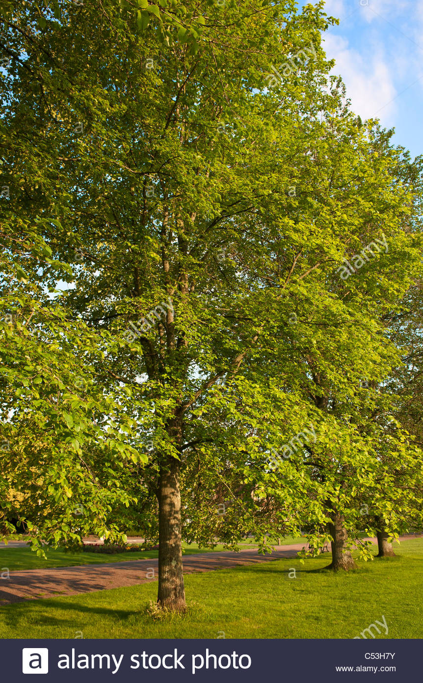 English Elm Stock Photos & English Elm Stock Images - Alamy
