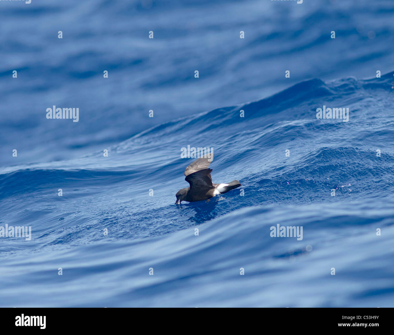 Maderian storm petrel also called band rumped storm petrel Oceanodroma ...